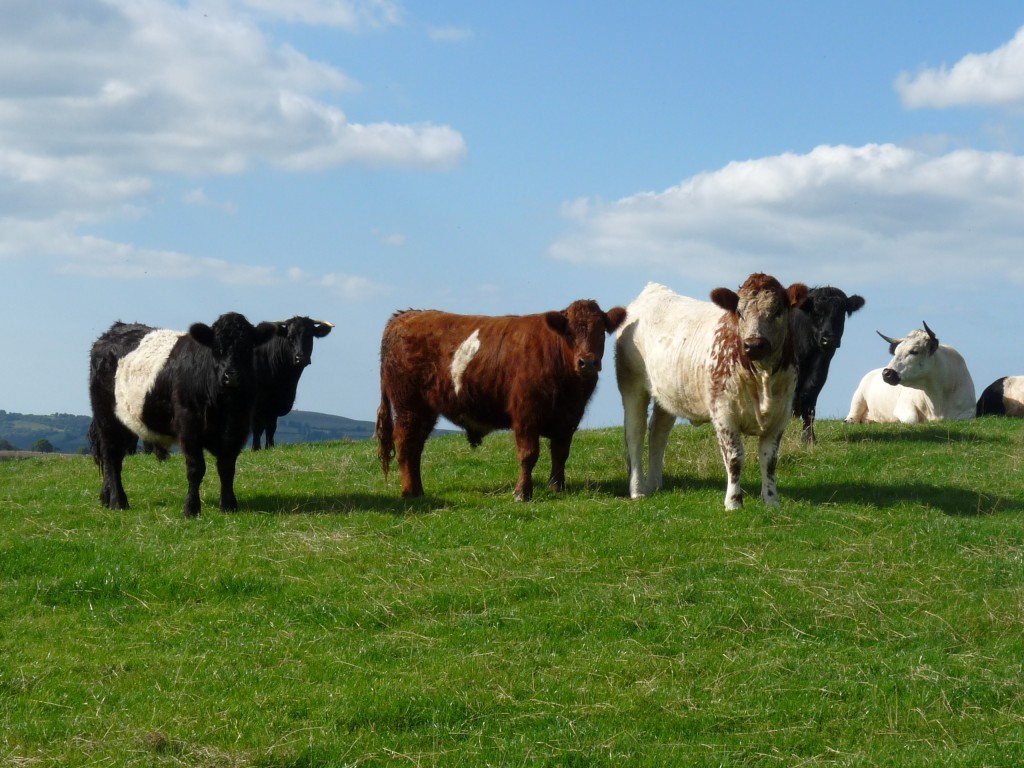 The Ancient Cattle of Wales Society
