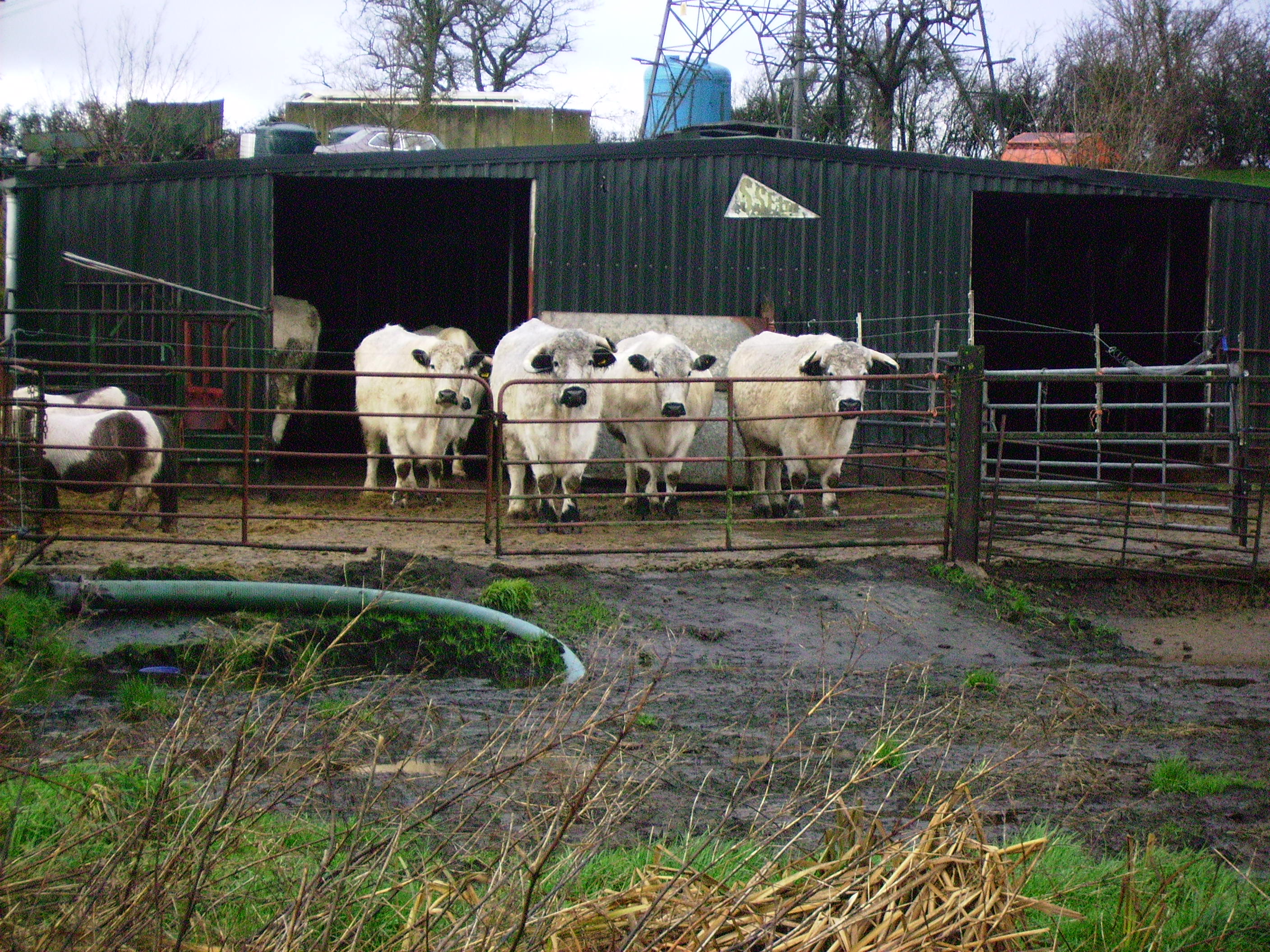 Older steers 1 - Ancient Cattle of Wales