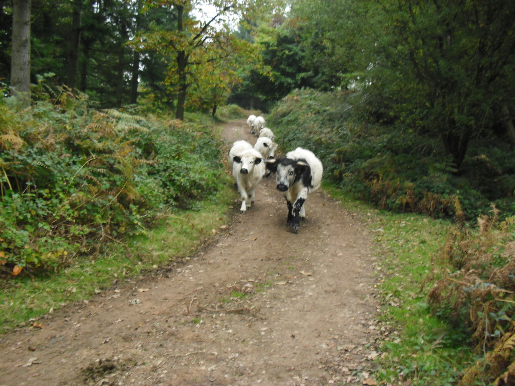 Older steers 2 - Ancient Cattle of Wales