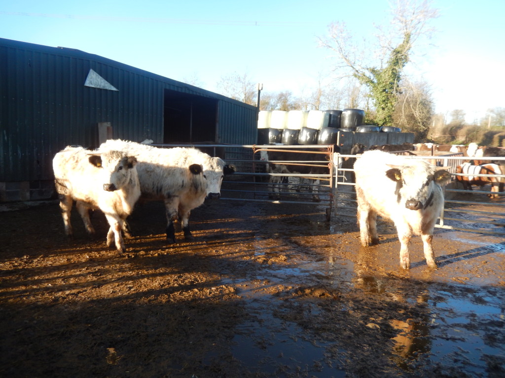Younger steers 1 - Ancient Cattle of Wales