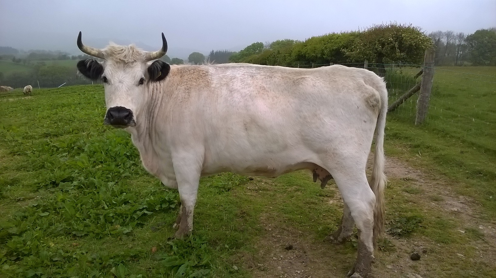 The ideal, colourful cattle - Ancient Cattle of Wales
